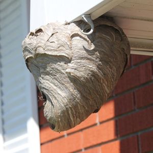 Bees, Wasps, & Yellow Jackets - Prudential Pest Management, LLC